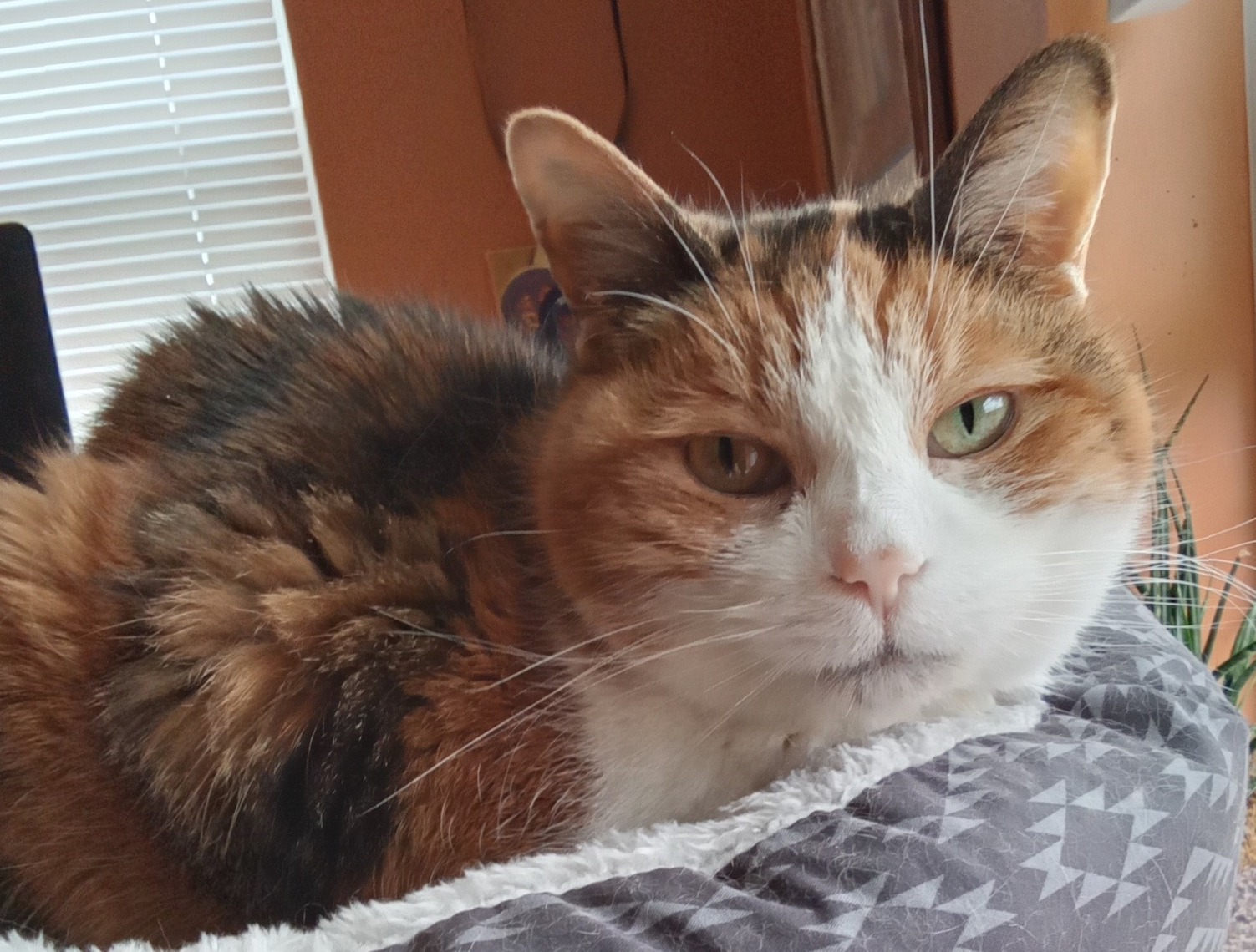 I Tried Not to Love Her | But I Digress