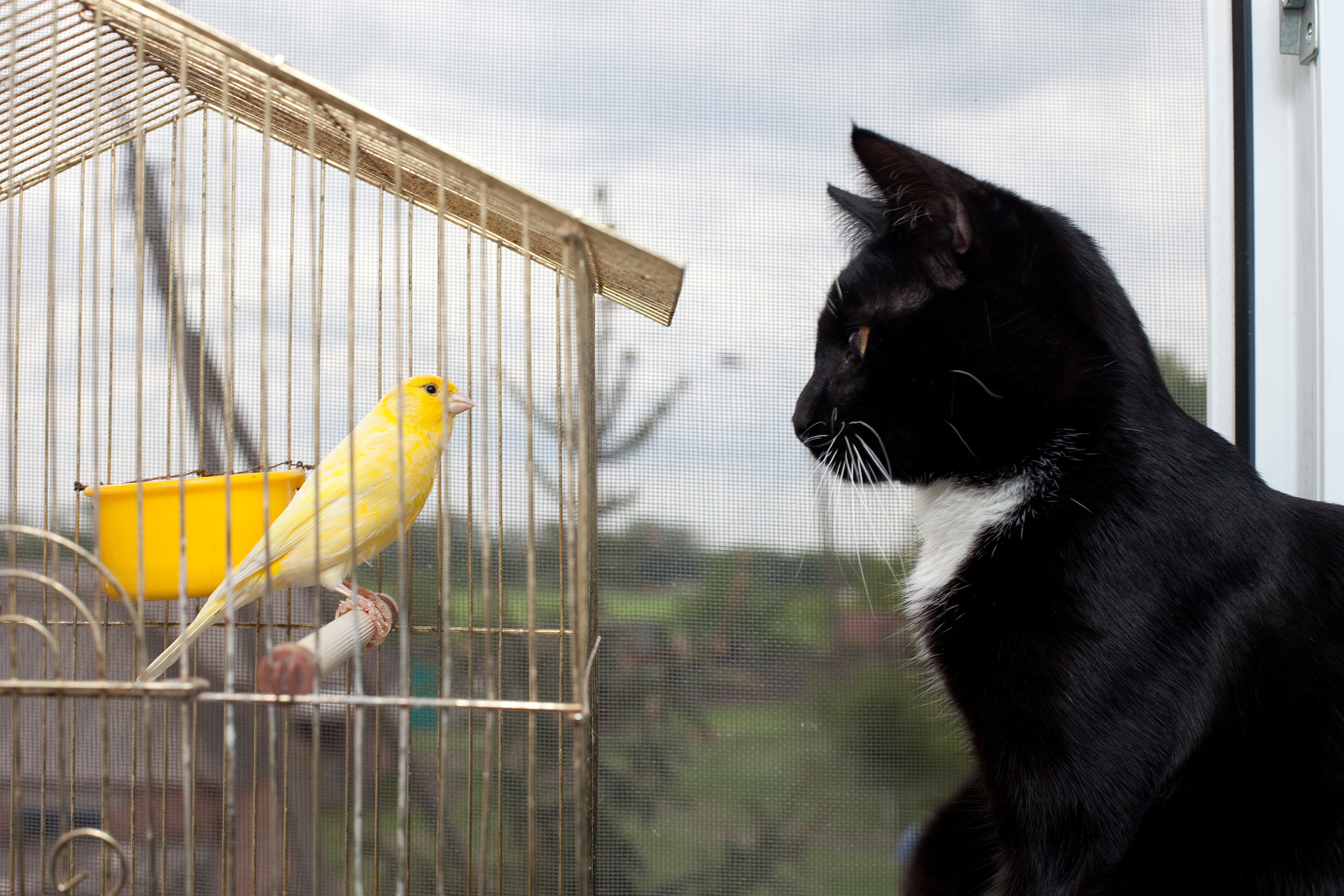 The Bird Who Spoke Cat | But I Digress