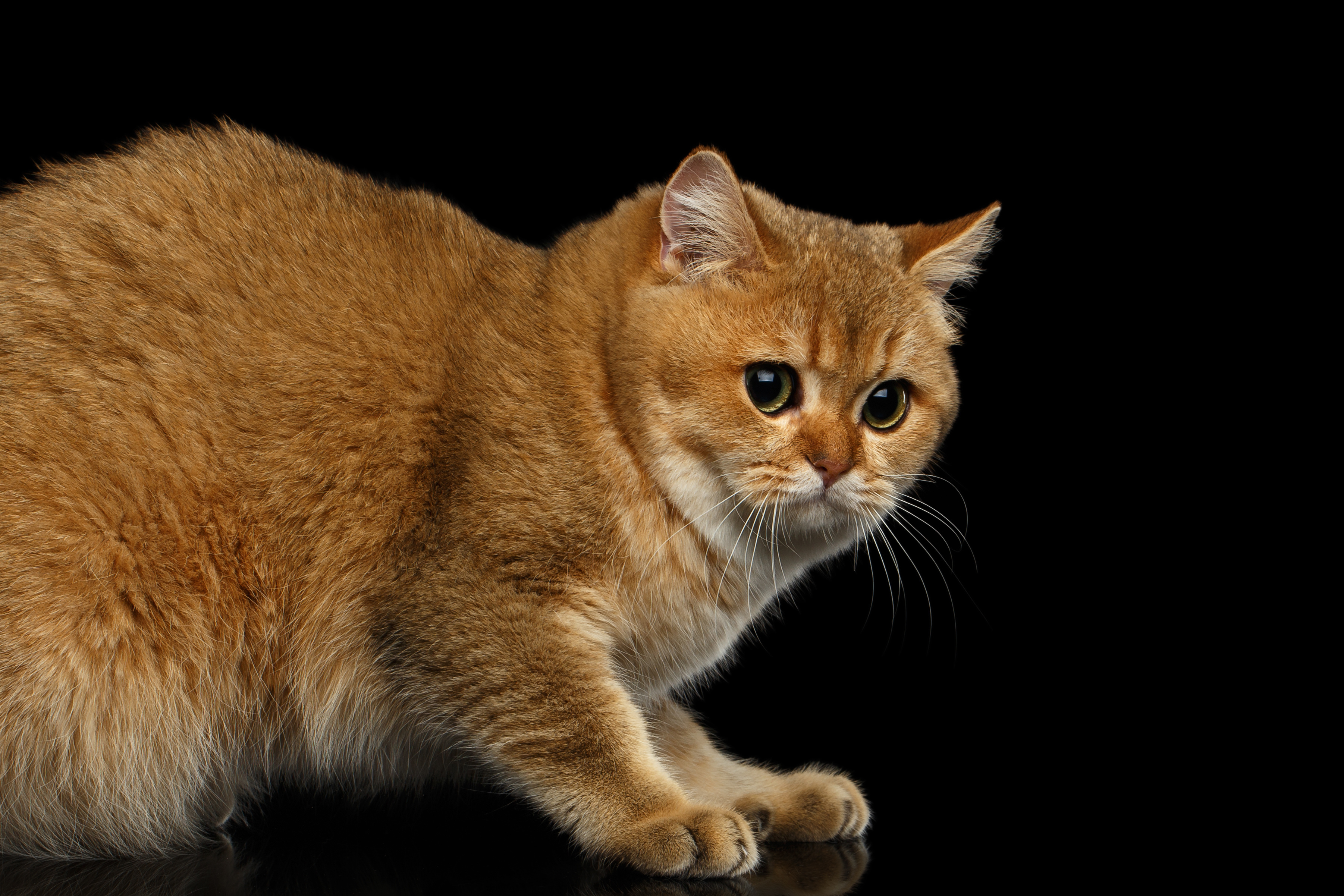Fraidy Cat | But I Digress