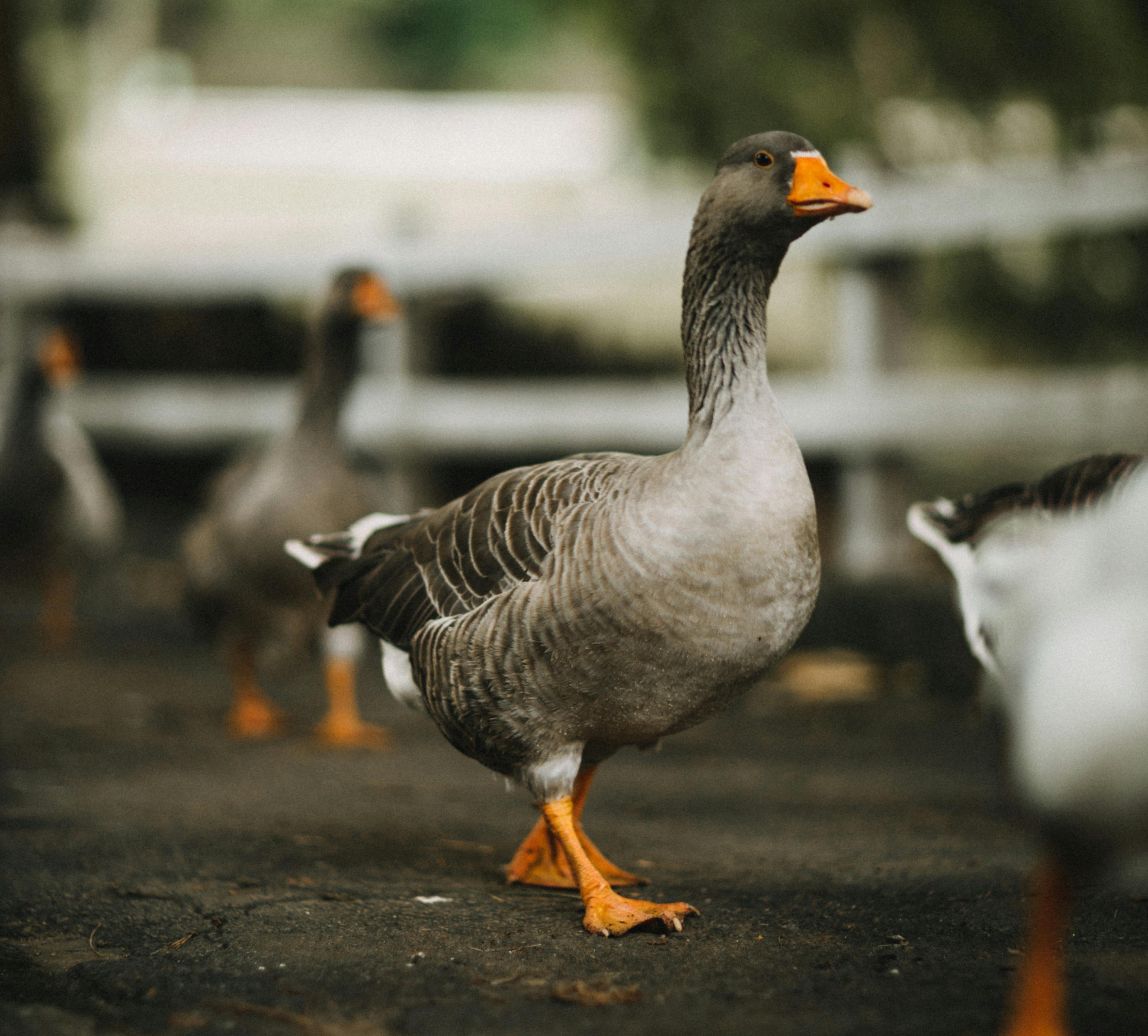 Where Are the Fat Geese? | But I Digress